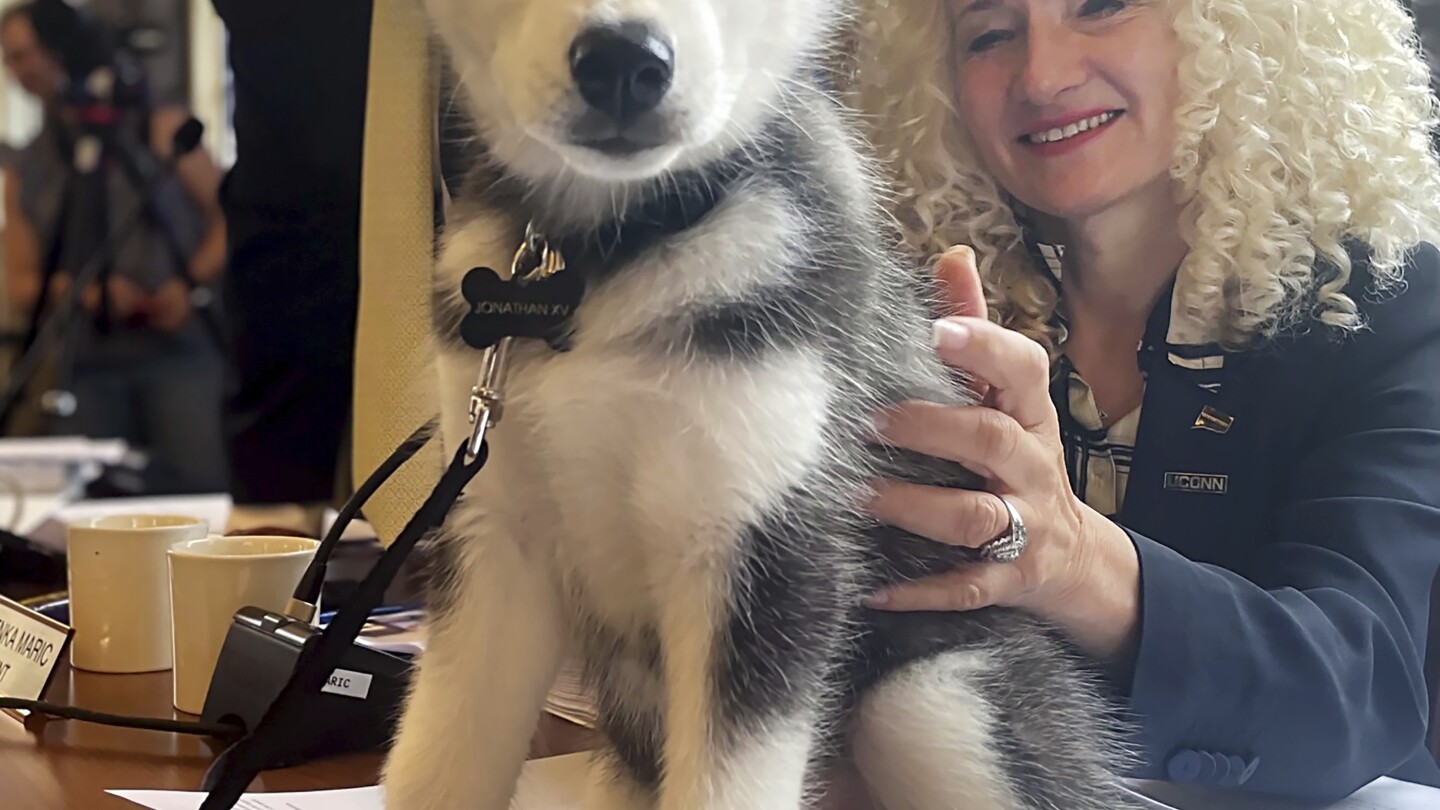 Uconn Introduces Siberian Husky Pup Jonathan Xv As The Schools Next